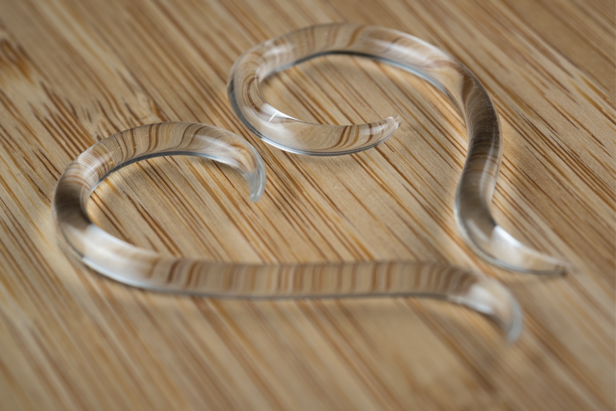Glass Wear Studio - Tail Spiral (Clear) – Spec Body Art (Tattoo & Piercing)